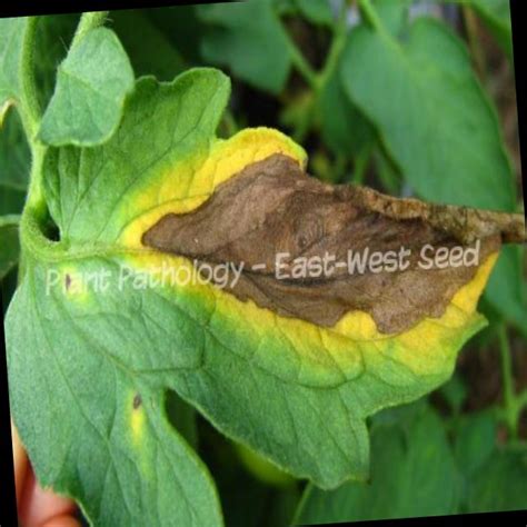 Leaf Disease Segmentation Semantic Segmentation Dataset V1 2023 10 25 8 27am By Xfhor