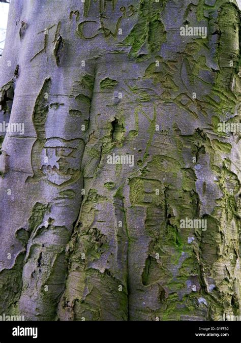 Tree With Carving In The Bark Stock Photo Alamy