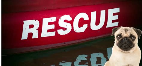 Adopting A Rescue Pug What To Expect All Our Creatures