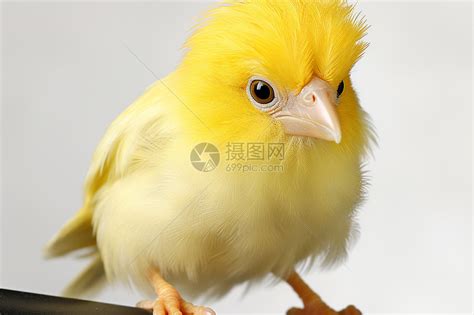 自由的小黄鸟高清图片下载 正版图片600688982 摄图网
