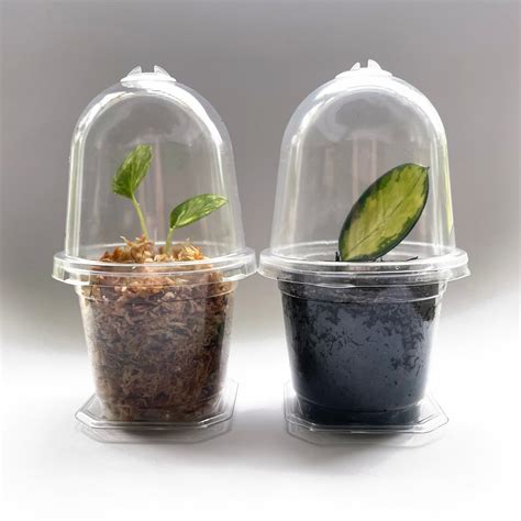 Mini Clear Propagation Kit With Humidity Dome From 2 Each Lovethatleaf