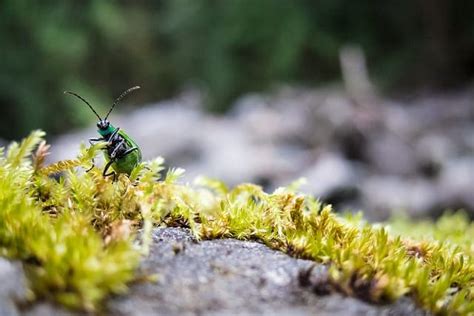 Attention In Long Short Term Memory Recurrent Neural Networks