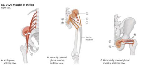 Mm Iliopsoas Diagram Quizlet