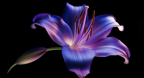 Ai Generated An Image Of A Purple Lily Stock Photo At Vecteezy