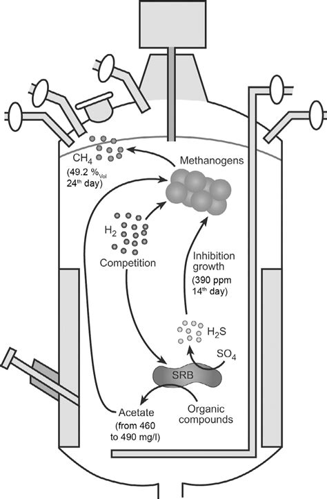 Methanogenic Bacteria