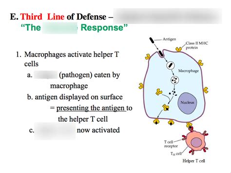 Are Antibodies Second Line Of Defense At Bernadette Dike Blog