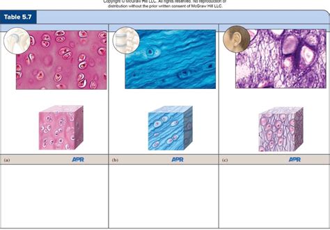 connective tissue labeling part 3 diagram quizlet