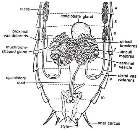 Male Reproductive System Of Cockroach Diagram