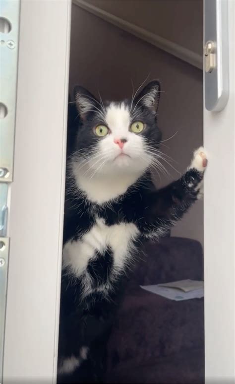 어 왔냥” 문 열어주는 이 집의 주인은 디피펫