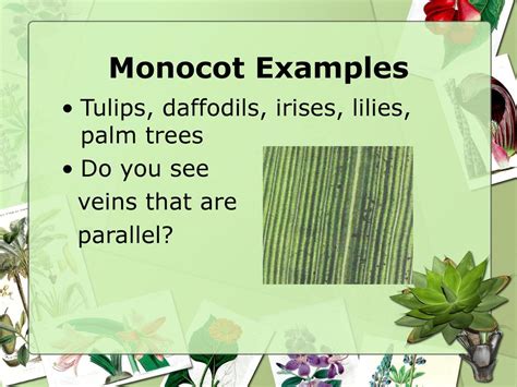 Flowering Plants Monocot Versus Dicots Ppt Download