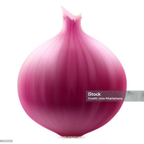 갓 익은 양파 전체 빨간 양파는 흰색 배경에 고립되어 있습니다 건강한 음식 천연 야채 사실적인 3d 벡터 일러스트레이션 건강한 식생활에 대한 스톡 벡터 아트 및 기타 이미지