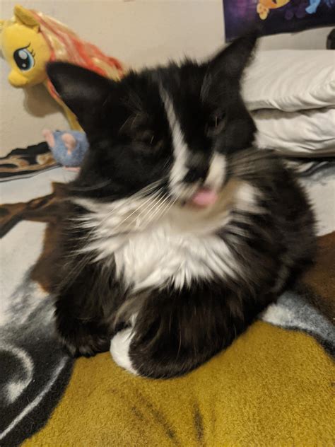 Tuxedo Kitty Blep By Wynterstar93 On Deviantart