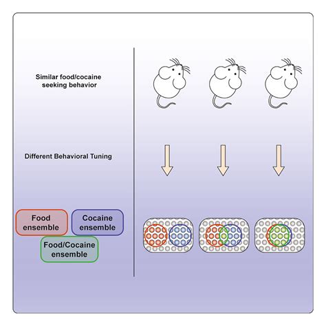 Individual Differences In Prelimbic Neural Representation Of Food And