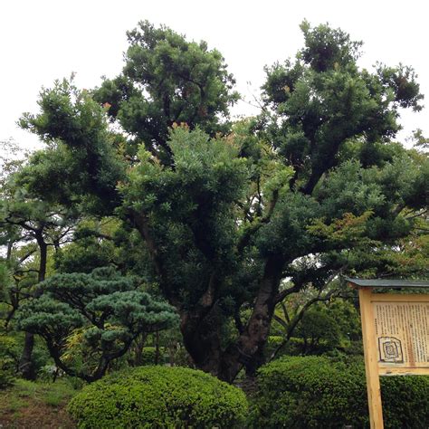 Chinese Bayberry — Wanderlust Nursery