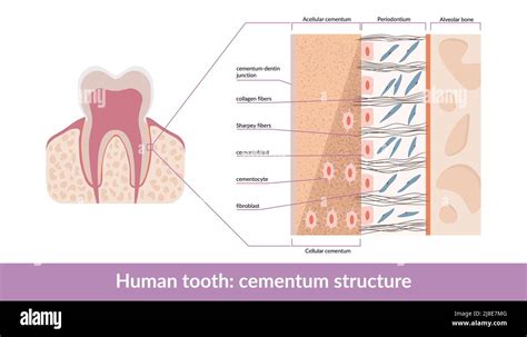 Detailed Scheme Of Human Tooth Cementum Structure Including Acellular And Cellular Cementum