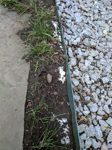 Whats This Fungus Its Spreading All Over My Yard Rwhatisthisthing