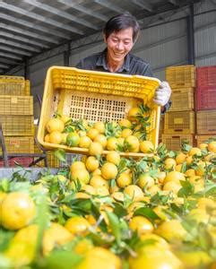 湖南道县脐橙分拣忙 人民图片网