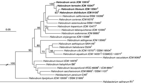 Maximum Likelihood Phylogenetic Tree Based On The Five Housekeeping