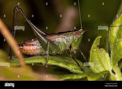 Lesser Meadow Katydid Nymph Of The Genus Conocephalus Stock Photo Alamy