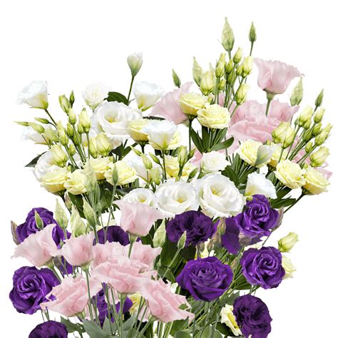 Assorted Lisianthus
