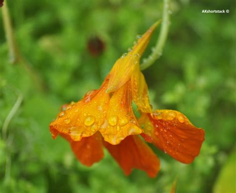 Orange Drops By Akshortstack On Deviantart