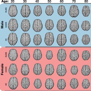 Cortical Surfaces For Each Age Decade Sex And Training Sample Download Scientific Diagram