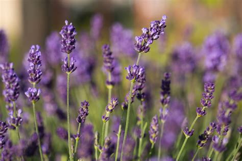 Lavender Flower Close Up French Lavender Lavandula Dentata Flower