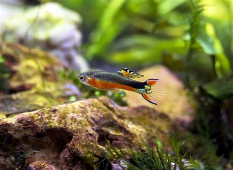 Małe Rybki Do Akwarium Niska Cena Na Allegropl