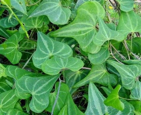 盾叶薯蓣枕头根黄姜 中国药植志 黄连参地黄姜野洋姜 全展盾叶薯蓣是什么盾叶薯蓣的功效与作用 中药材库 布谷医生