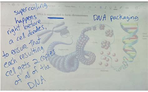 Unit 5 Cell Cycle And Mitosis Flashcards Quizlet