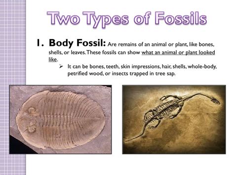 Ppt Fossils Powerpoint Presentation Free Download Id 2814915
