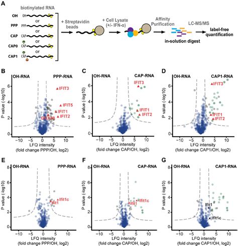 Mass Spectrometry Based Identification Of Human And Murine Interactors Download Scientific