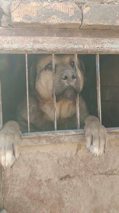 سگ پژدر Shorts Youtube