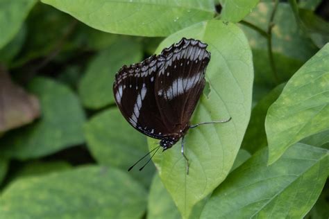 Hypolimnas Bolina Jacintha Drury 1773 Nymphalidae Nymph Flickr