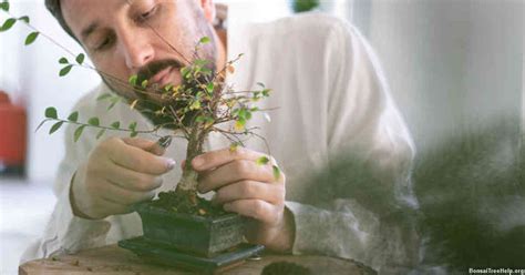 How Often Should You Prune A Bonsai Tree Bonsai Tree Help