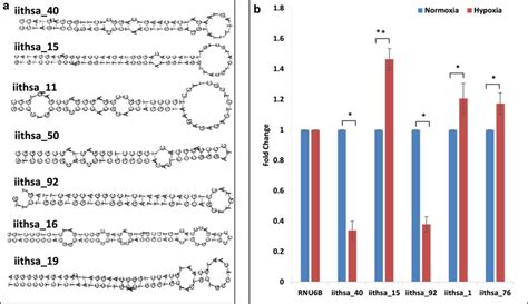 Identification Of Novel Mirnas A Secondary Structure Prediction Of