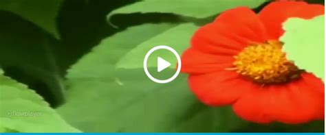 Html5 Video Flowplayer Wrong Aspect Ratio In Flash Stack Overflow