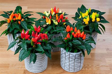 Як виростити декоративний перець удома — декілька порад щодо догляду і