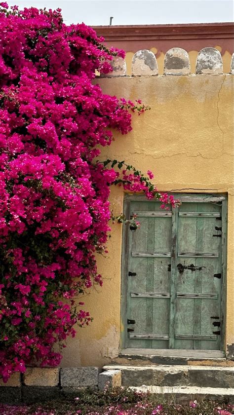 Old Wooden Door With Pink Flowers