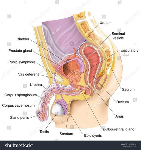 Male Sexual Anatomy Diagram The Male Reproductive System Boundless