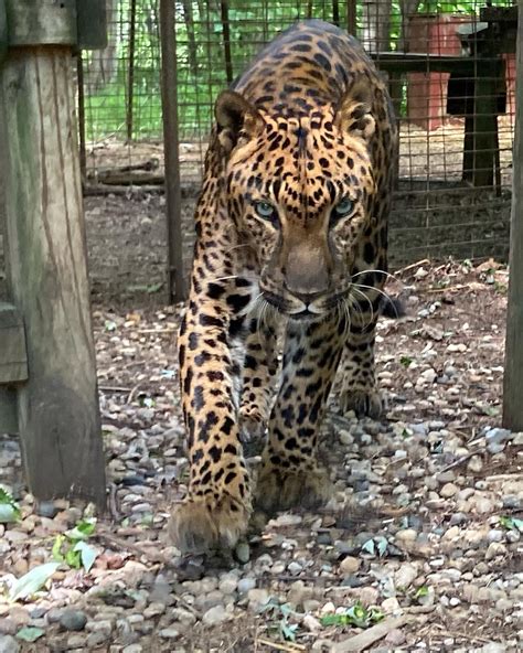 Exotic Feline Rescue Center