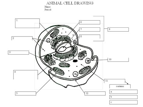 Cell Sketch At PaintingValley Com Explore Collection Of Cell Sketch