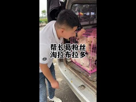 萌宠 狗狗 狗市 淘狗也要讲究天时地利人和哈哈拿下黑色双血拉布拉多猫狗情报局 YouTube