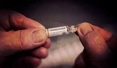 Tranquilizer Definition Of Tranquilizer