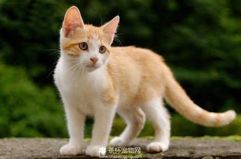 土耳其梵猫图片大全 茶杯宠物网
