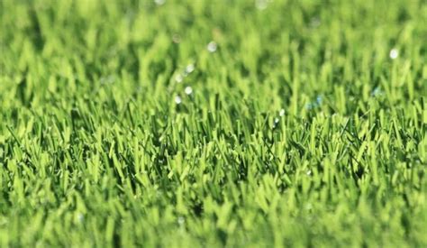 Synthetic Grass Get Rid Of Pests In Your Yard
