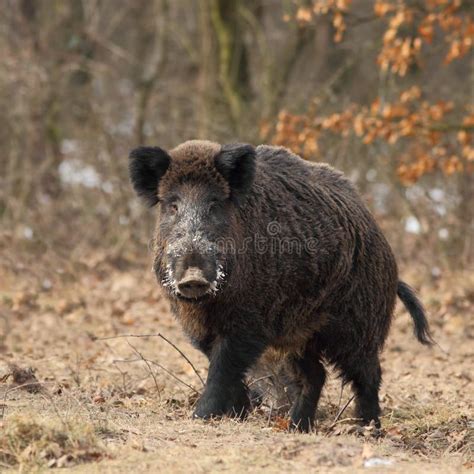Wild Boar Mating Stock Image Image Of Breed Nature 18885969