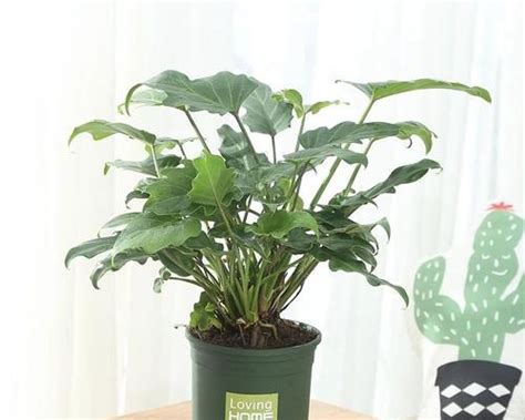 观叶植物 花植网