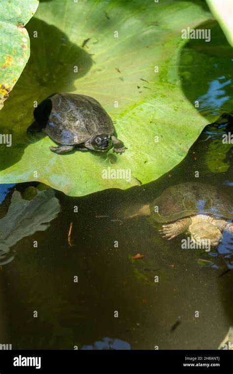 An Amur Softshell Turtle Also Called A Suppon Rests On A Sacred Lotus