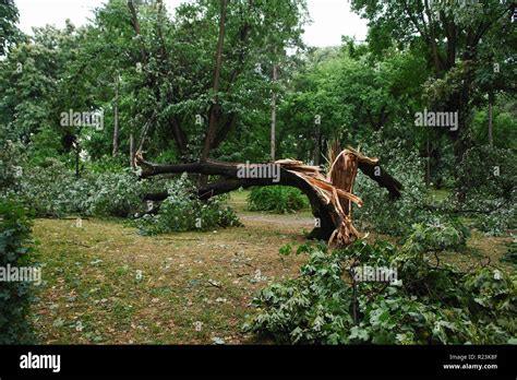 Broken Tree Trunk In A Park Stock Photo Alamy